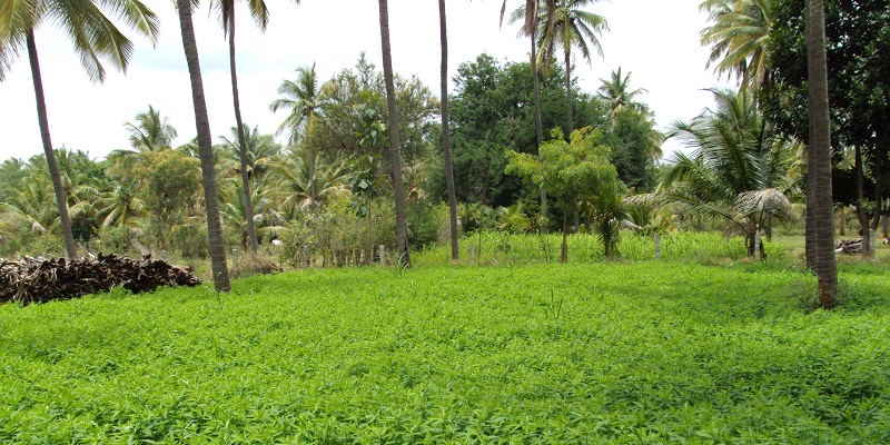 Akshayakalpa Farms – how IT professionals are turning into farm-based ...